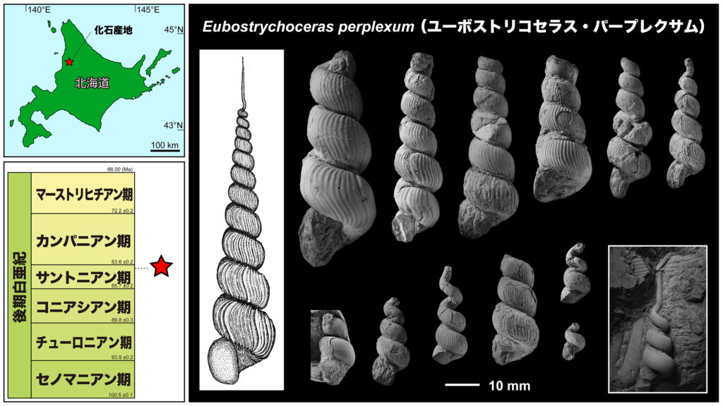 【プレスリリース】北海道で中生代白亜紀の新種アンモナイトを発見 Eubostrychoceras perplexum (ユーボストリコセラス ...